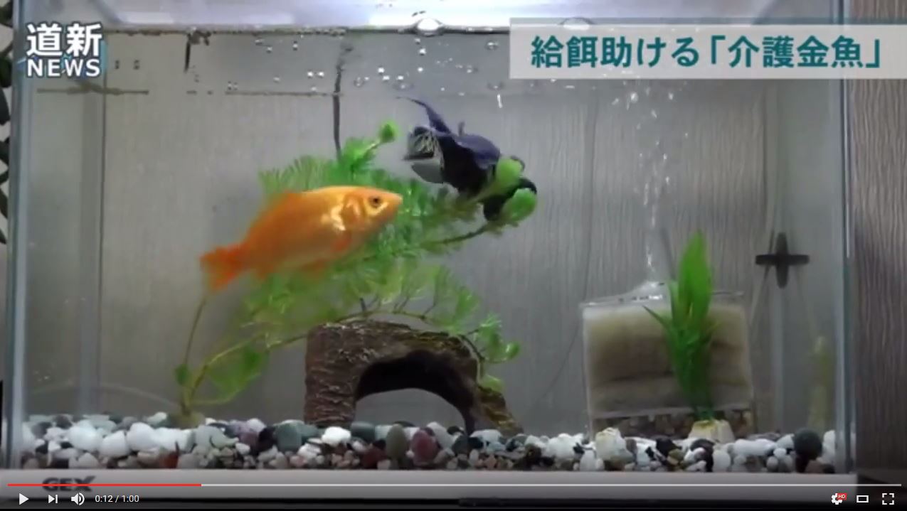 Mutant Fish with Transparent Scales Discovered at Japanese Fishery ...