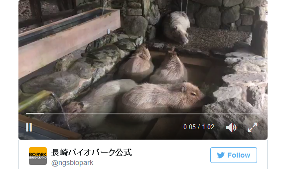 Newborn baby capybaras and proud mama pose for pictures at Nagasaki Bio ...