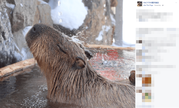 Capybara Onsen Challenge 2019: Which giant rodent can bathe the longest ...