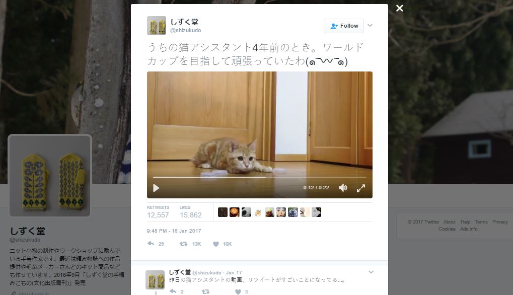 Vietnam’s cutest fishmonger is a swanky cat, drives a hard bargain with ...