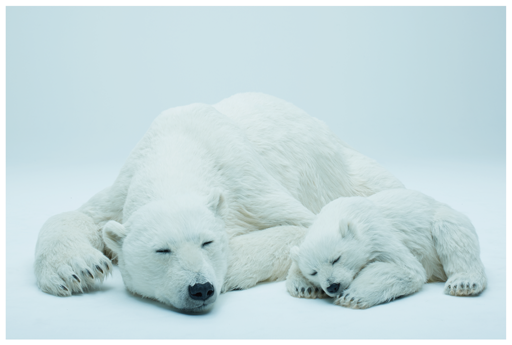“Animals as Art” releases incredibly realistic, life-size polar bear ...