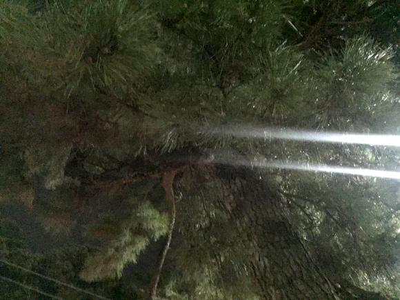 A late-night visit to Japan’s execution site Cursed Pine Tree【Hunted ...