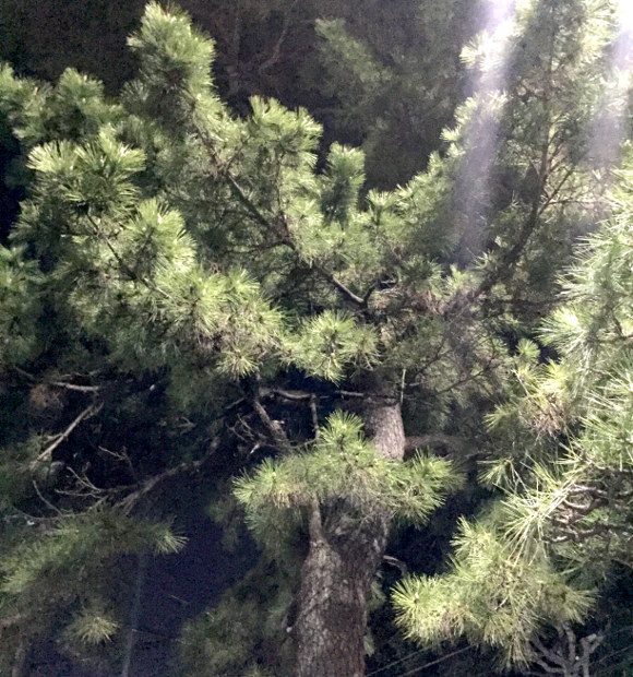 A late-night visit to Japan’s execution site Cursed Pine Tree【Hunted ...