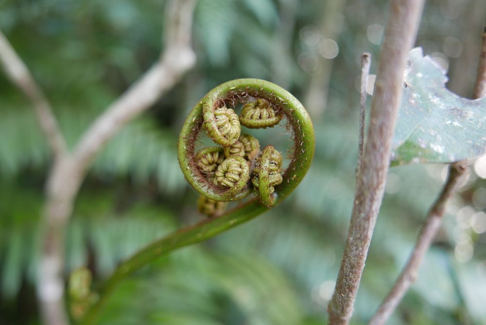 Eight surprising things to do in Northern Okinawa | SoraNews24 —Japan News—