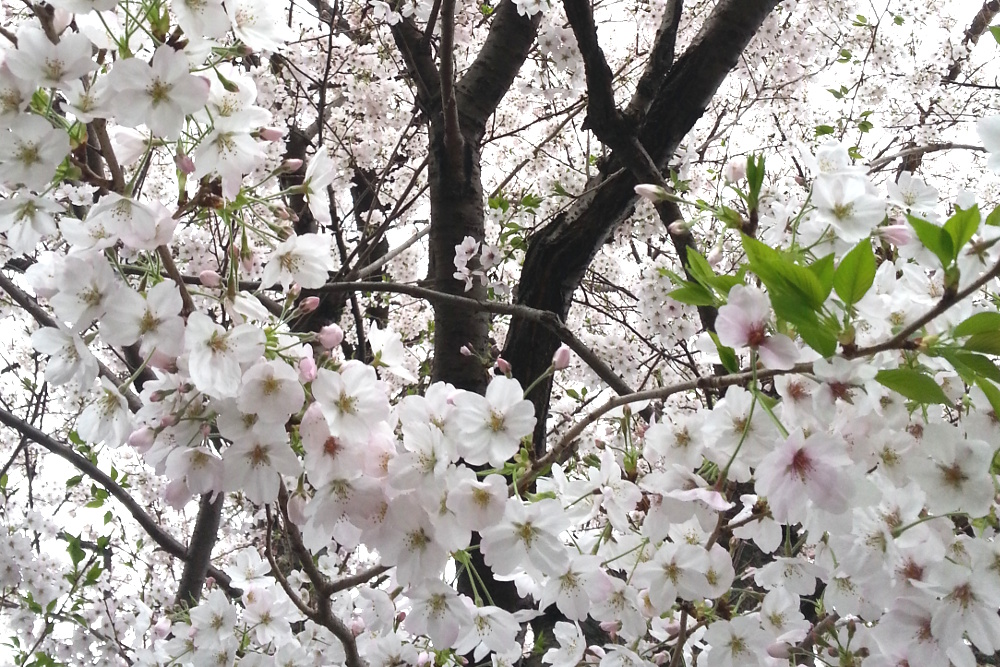 Japanese weather site reveals the secret to knowing when a sakura ...