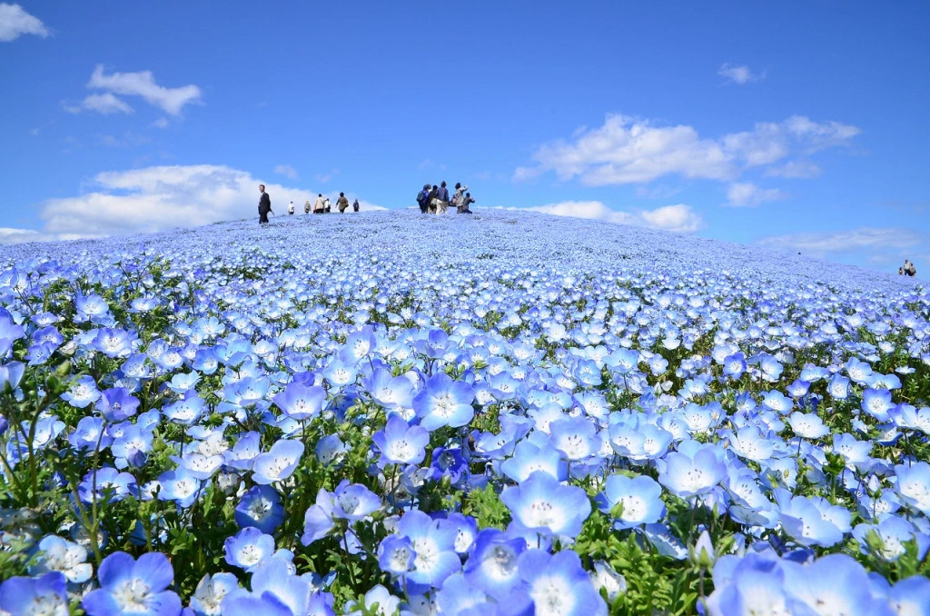 Right now, this amazing Japanese park is bathed in beautiful blue from ...