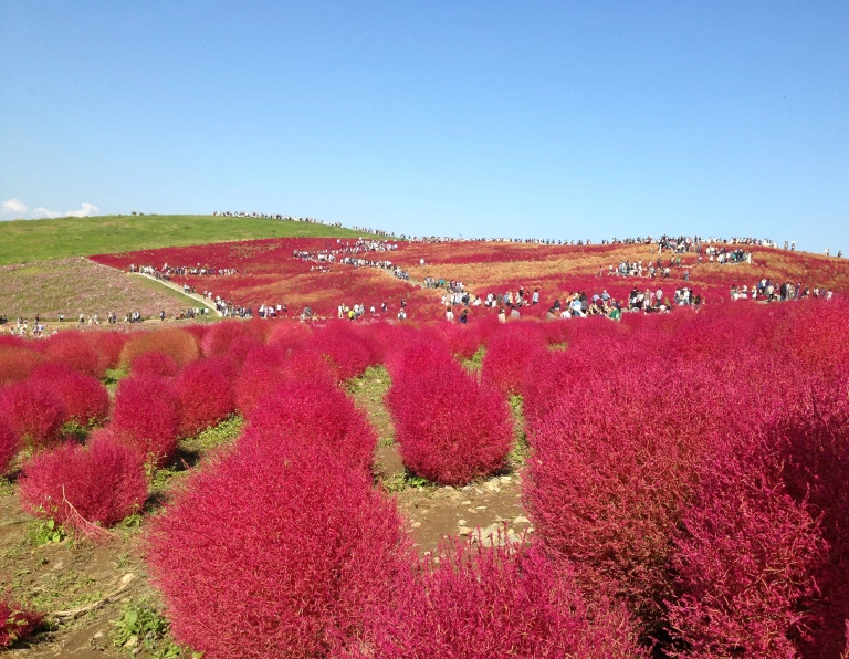 Right now, this amazing Japanese park is bathed in beautiful blue from ...