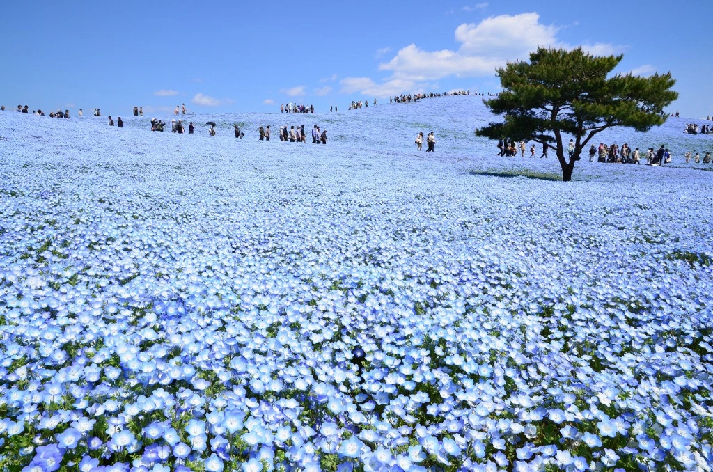 Right now, this amazing Japanese park is bathed in beautiful blue from ...