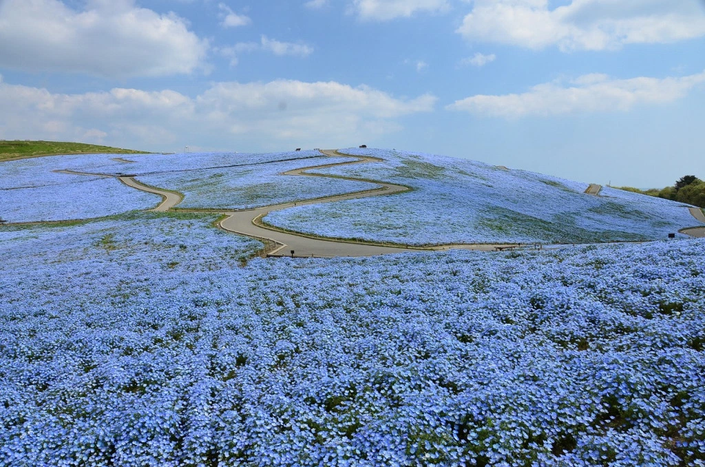 Right now, this amazing Japanese park is bathed in beautiful blue from ...