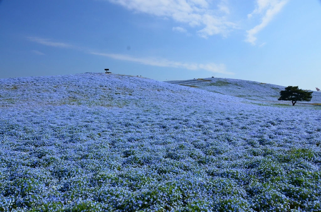 Right now, this amazing Japanese park is bathed in beautiful blue from ...