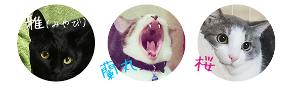 Japan’s cat-shaped bento boxes are here to make lunchtime delicious and ...