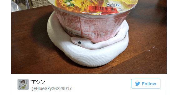 Cute Japanese pet snake hunts bowl of cup ramen, coils around the ...