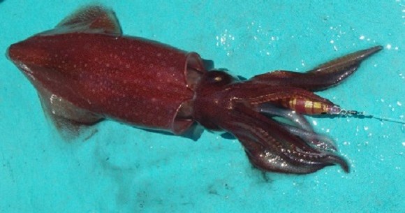 Video of teen killing squid on Twitter sparks controversy over what we ...