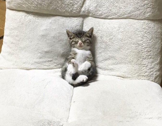 These cats caught napping in the cutest ways will brighten your day ...