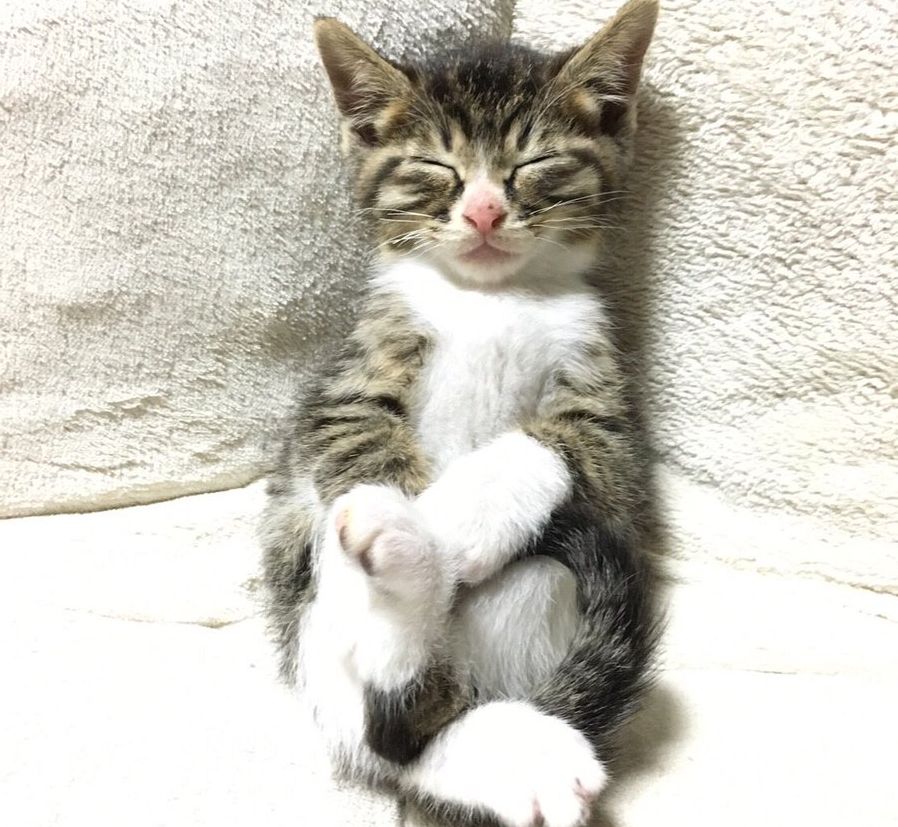 These cats caught napping in the cutest ways will brighten your day ...