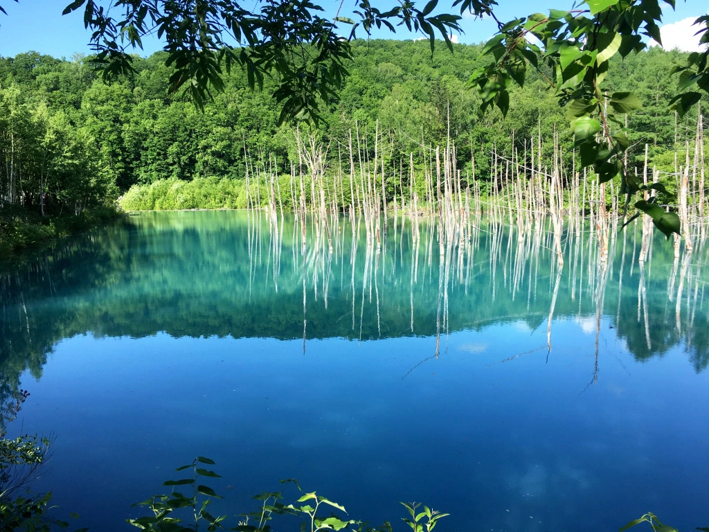Hokkaido’s breathtaking Blue Pond is exactly as advertised【Photos ...