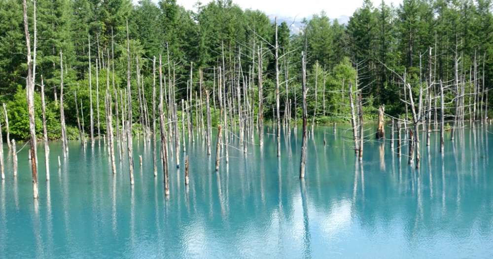Hokkaido’s breathtaking Blue Pond is exactly as advertised【Photos ...