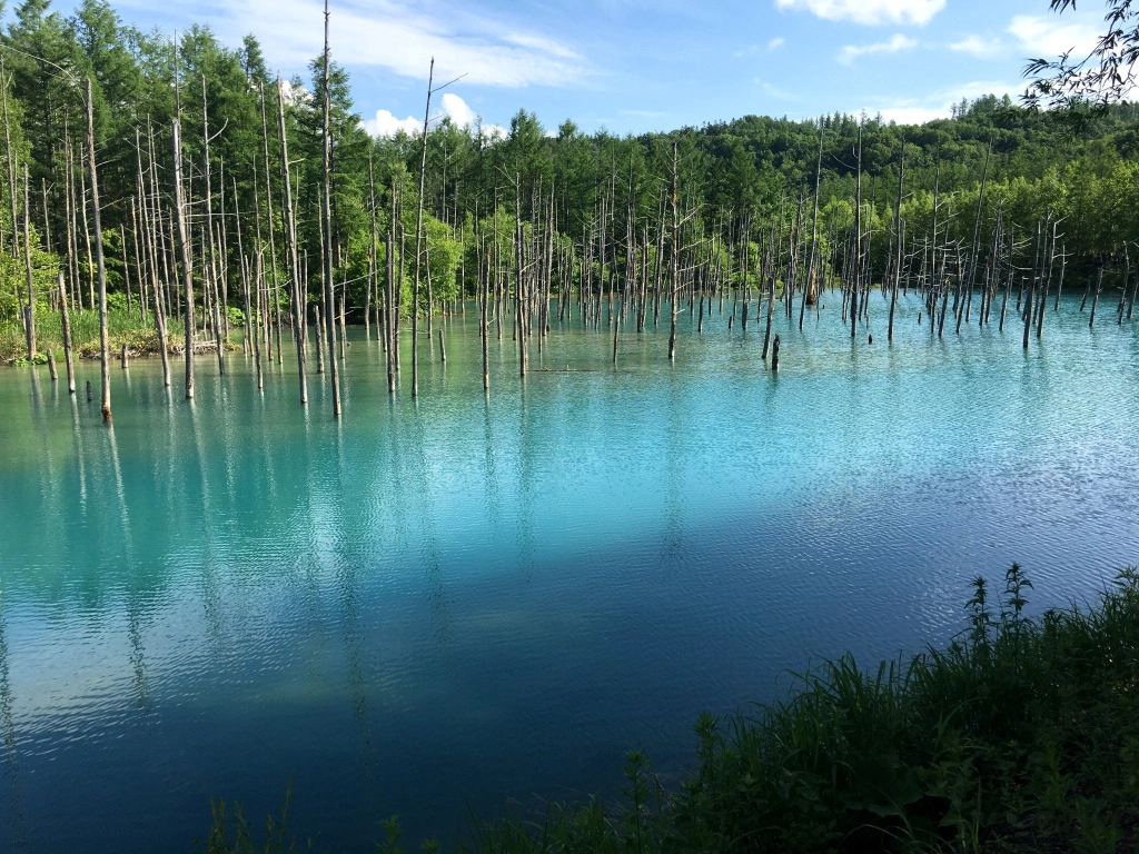 Hokkaido’s breathtaking Blue Pond is exactly as advertised【Photos ...