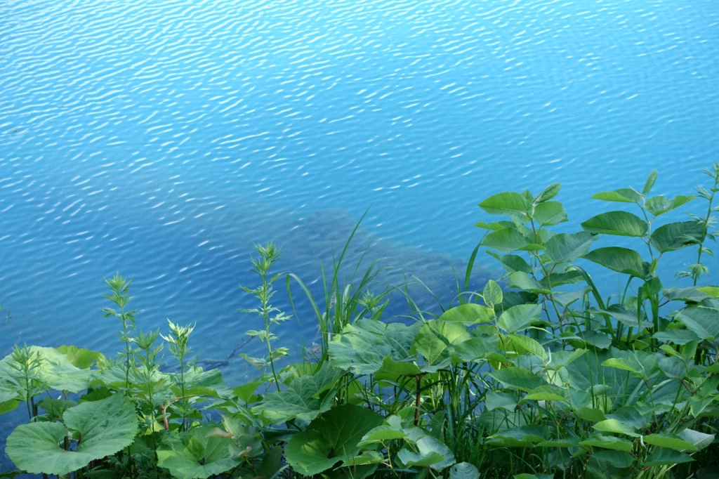 Hokkaido’s breathtaking Blue Pond is exactly as advertised【Photos ...