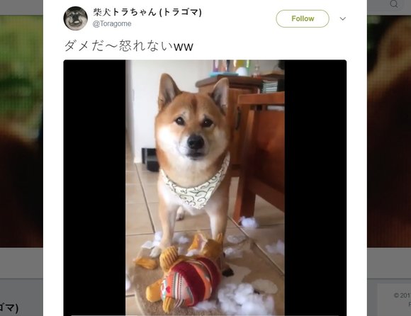 Tag: doge | SoraNews24 -Japan News-