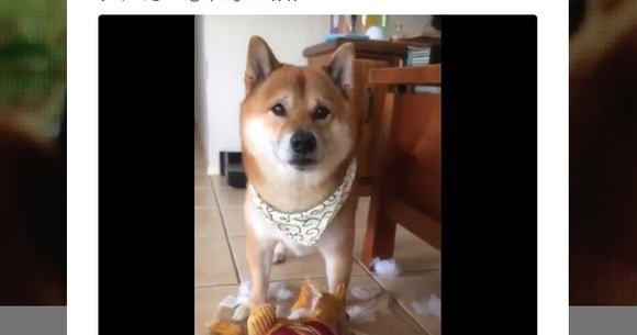 It’s official: You can’t be angry at Doge【Video】 | SoraNews24 -Japan News-