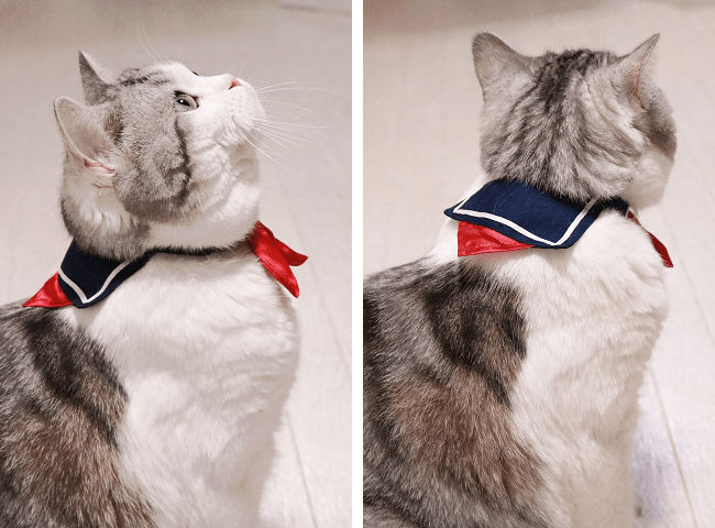 Bonding through bondage – Anime fans in Japan slap collars on pictures ...