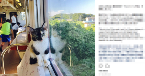Cat cafe train in Japan makes its inaugural run with rescue cats on ...