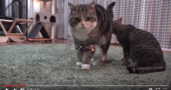 Maru the cat attempts to squeeze his fluffy self into a tiny fishbowl ...