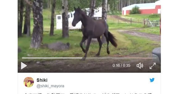 Is this the real-life? Is this just fantasy? Zelda fan summons Epona ...