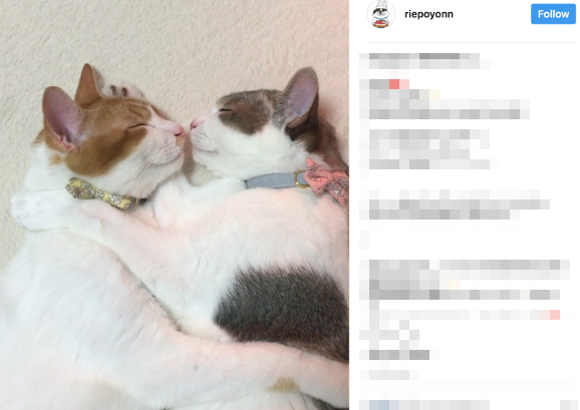 Japanese pet owner photographs cats in hats made from the cats’ own ...