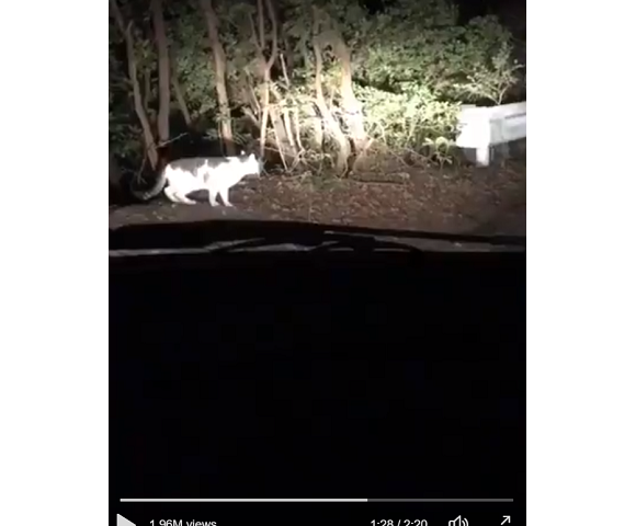 Stray cat in Japanese mountains guides visiting humans out of woods in ...