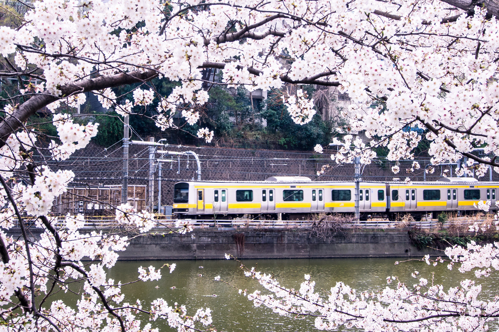 Revised full-bloom cherry blossom forecasts released for every ...