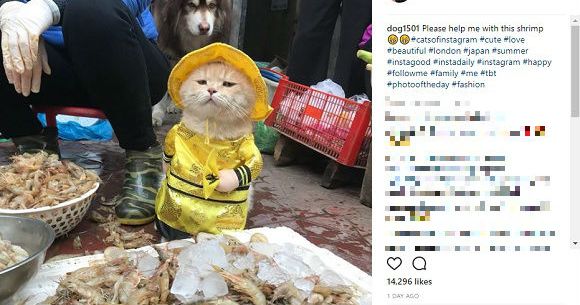 Vietnam’s cutest fishmonger is a swanky cat, drives a hard bargain with ...