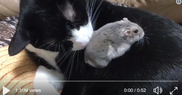 Videos of cat and hamster taking adorable cuddly naps together melt ...