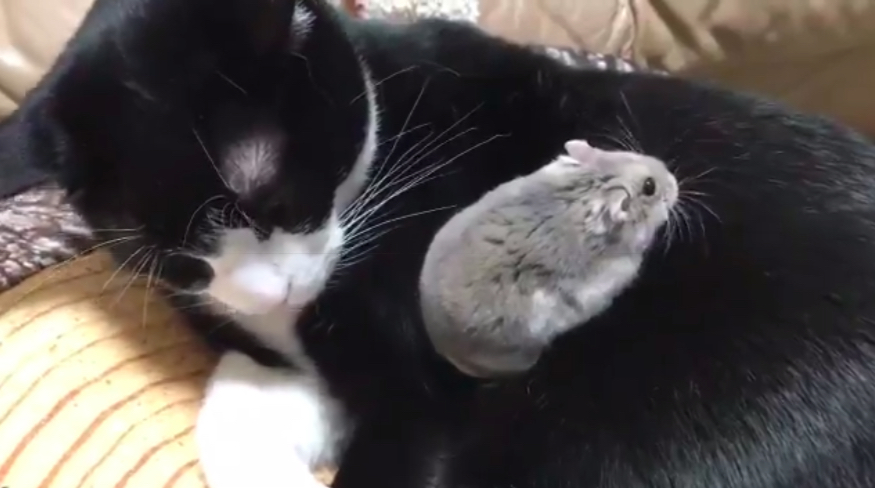 Videos of cat and hamster taking adorable cuddly naps together melt ...