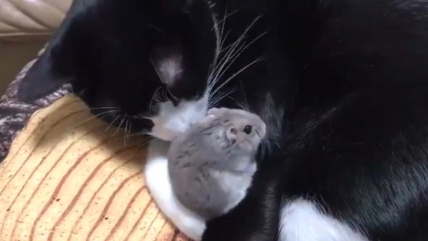 Videos of cat and hamster taking adorable cuddly naps together melt ...