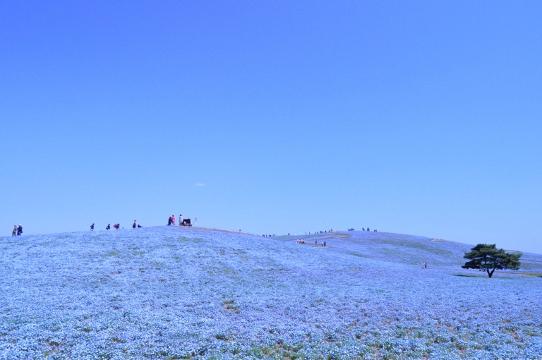 The brilliant blue flowers of Hitachi Seaside Park: Your next flower ...
