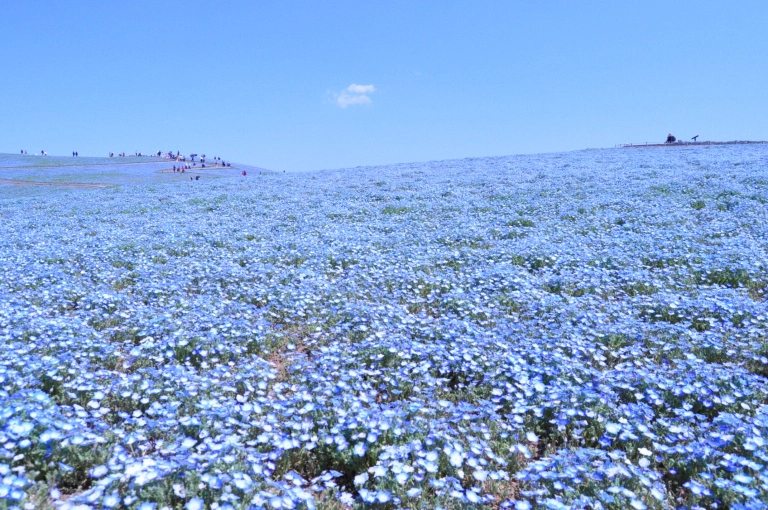 The brilliant blue flowers of Hitachi Seaside Park: Your next flower ...