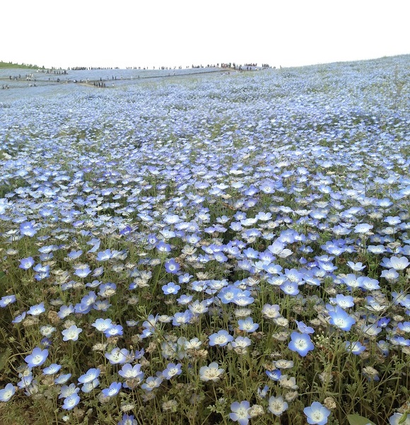 The brilliant blue flowers of Hitachi Seaside Park: Your next flower ...