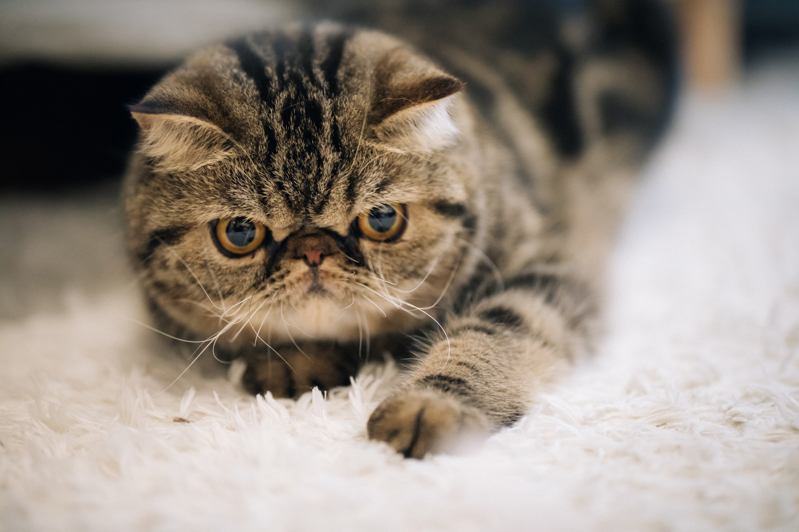 Why does my cat’s poop stink so much? Japanese scientists bust the myth ...