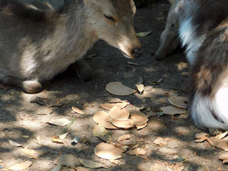 Deer in Nara refuse crackers after Golden Week visitors leave them too ...