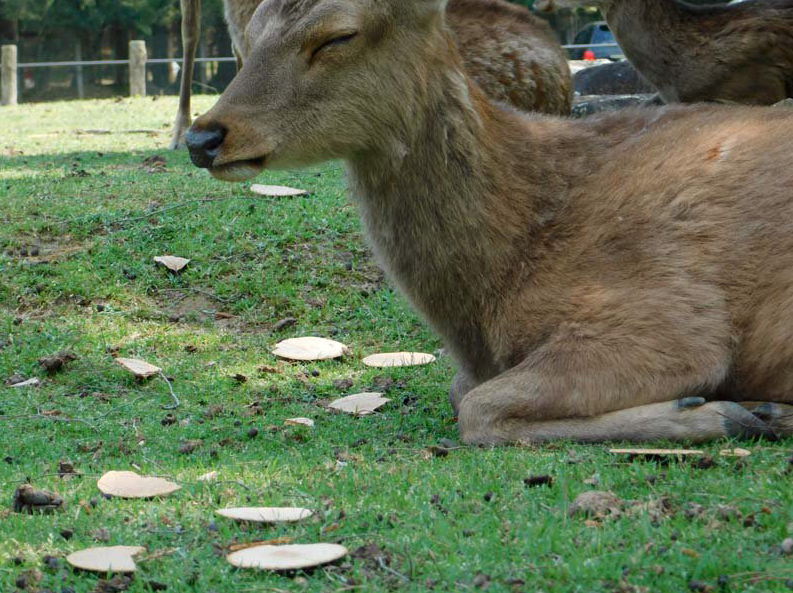 Deer in Nara refuse crackers after Golden Week visitors leave them too ...