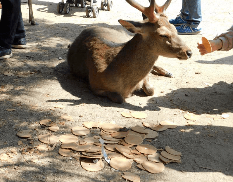 Deer in Nara refuse crackers after Golden Week visitors leave them too ...