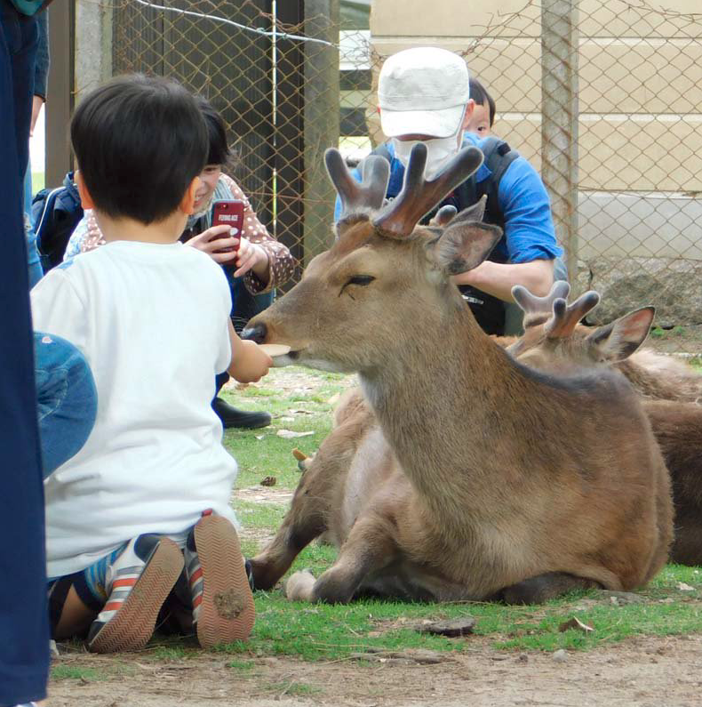 Deer in Nara refuse crackers after Golden Week visitors leave them too ...
