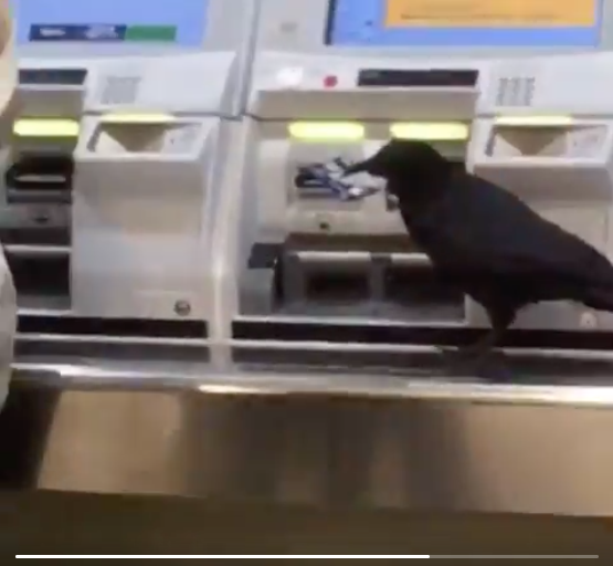 Crow surprises Japanese commuters by attempting to buy train ticket ...