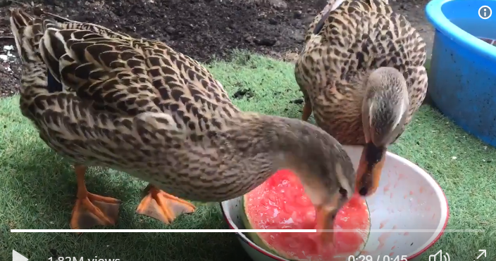 No one has ever loved anything as much as these adorable Japanese ducks ...