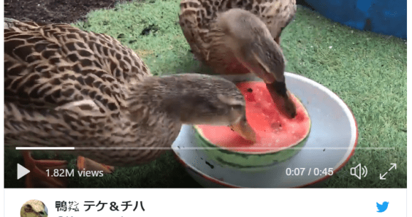 No one has ever loved anything as much as these adorable Japanese ducks ...