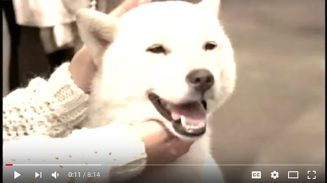 Original SoftBank dog Kai-kun passes away at 16 | SoraNews24 -Japan News-