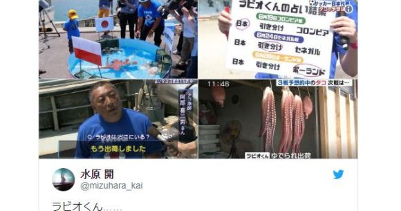 Japan’s World Cup match-predicting octopus gutted after loss to Poland ...