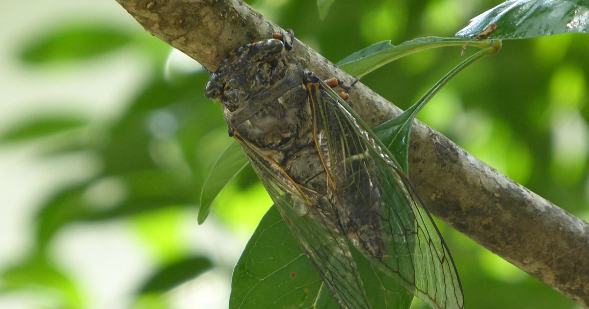 8-year-old discovers untimely deaths of 15 percent of Kyoto’s cicada ...